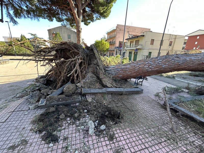 Il vento sradica alberi e insegne. Pesanti i danni a Giarre e Riposto ...